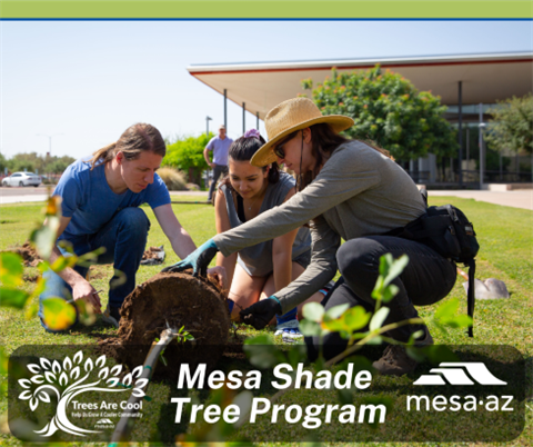 Mesa Neighborhood Shade Tree Program - City of Mesa