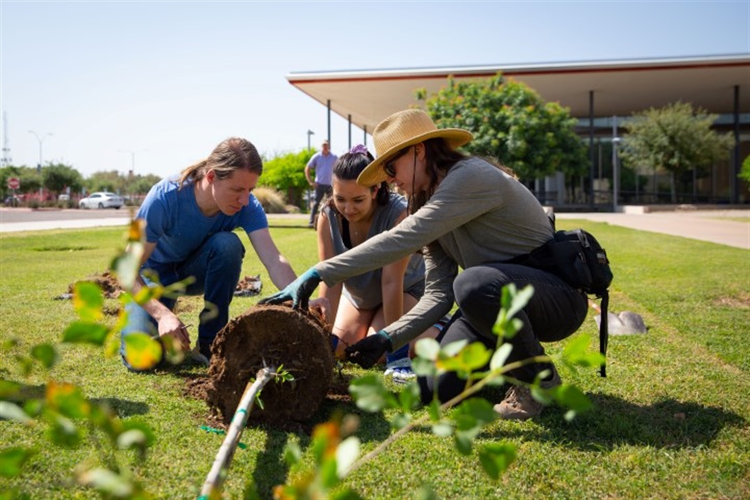 Mesa Neighborhood Shade Tree Program - City of Mesa